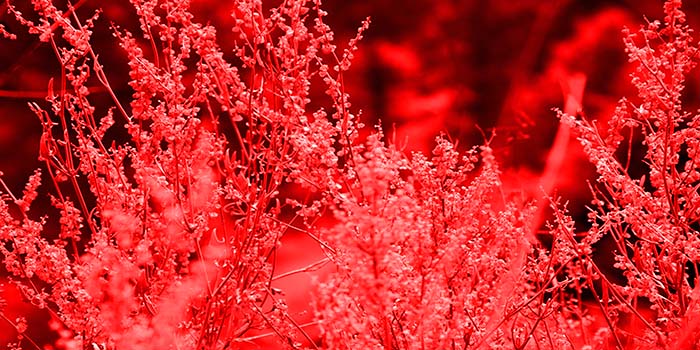 Photoshop Basics Solid Color Adjustment Layer Vargis Khan