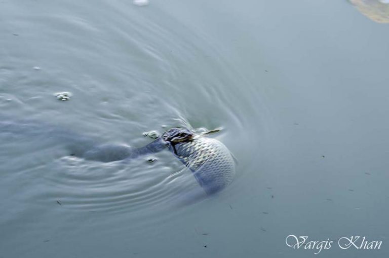 snake-catching-fish-in-karna-lake-1 - Vargis Khan