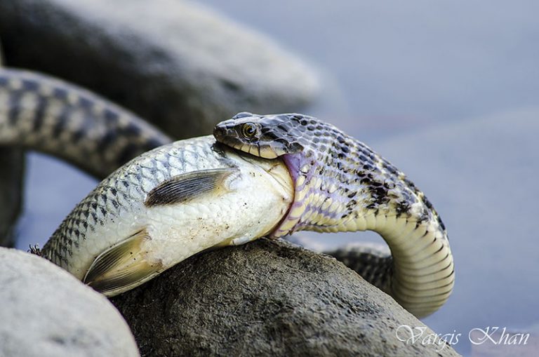 snake-catching-fish-in-karna-lake-3 - Vargis Khan
