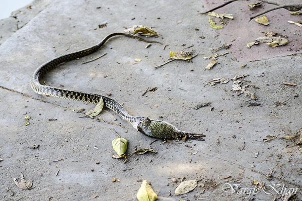 snake-catching-fish-in-karna-lake-5 - Vargis Khan