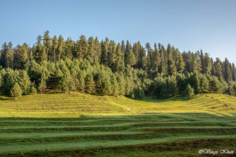 Gulmarg Sightseeing - Strawberry Valley & Maharaja Palace