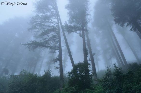 Dhanaulti - A Complete Travel Guide, Road Map & Itinerary - Vargis Khan