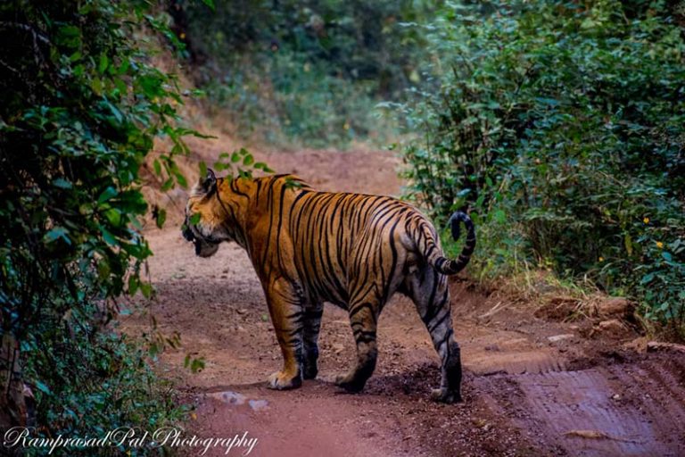 tiger-sighting-in-ranthambore-tiger-reserve-2 - Vargis Khan