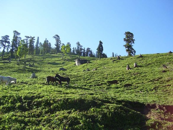 Kothi Village near Manali - How to Reach & What to See - Vargis Khan