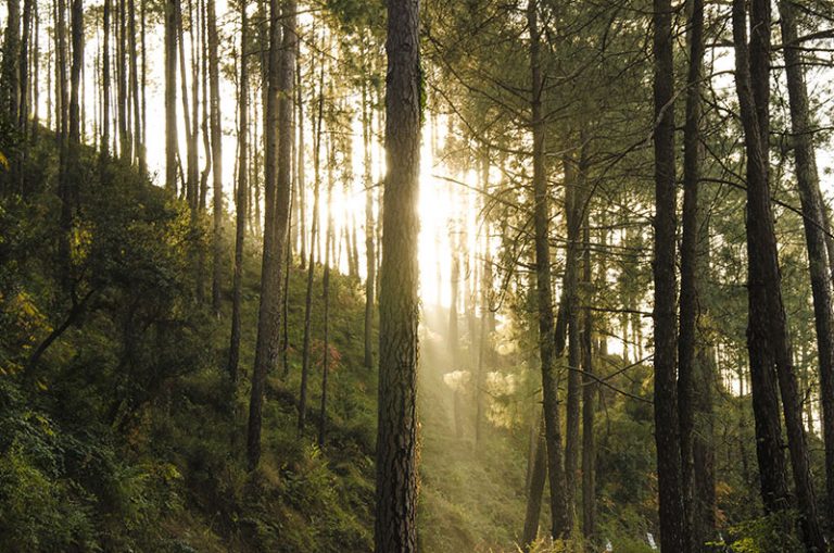 Chail - A COMPLETE Travel Guide and Itinerary - Vargis Khan