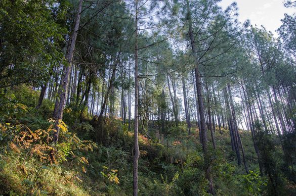 Chail - A COMPLETE Travel Guide and Itinerary - Vargis Khan